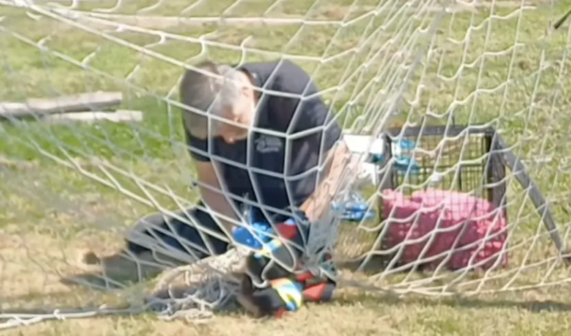 WRAS Rescues Fox Cub Trapped in Football Netting in Beckley - UK News ...