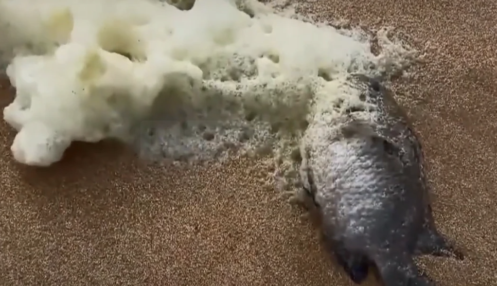 Mystery Illness Strikes Over 100 Surfers After Strange Sea Foam Appears ...