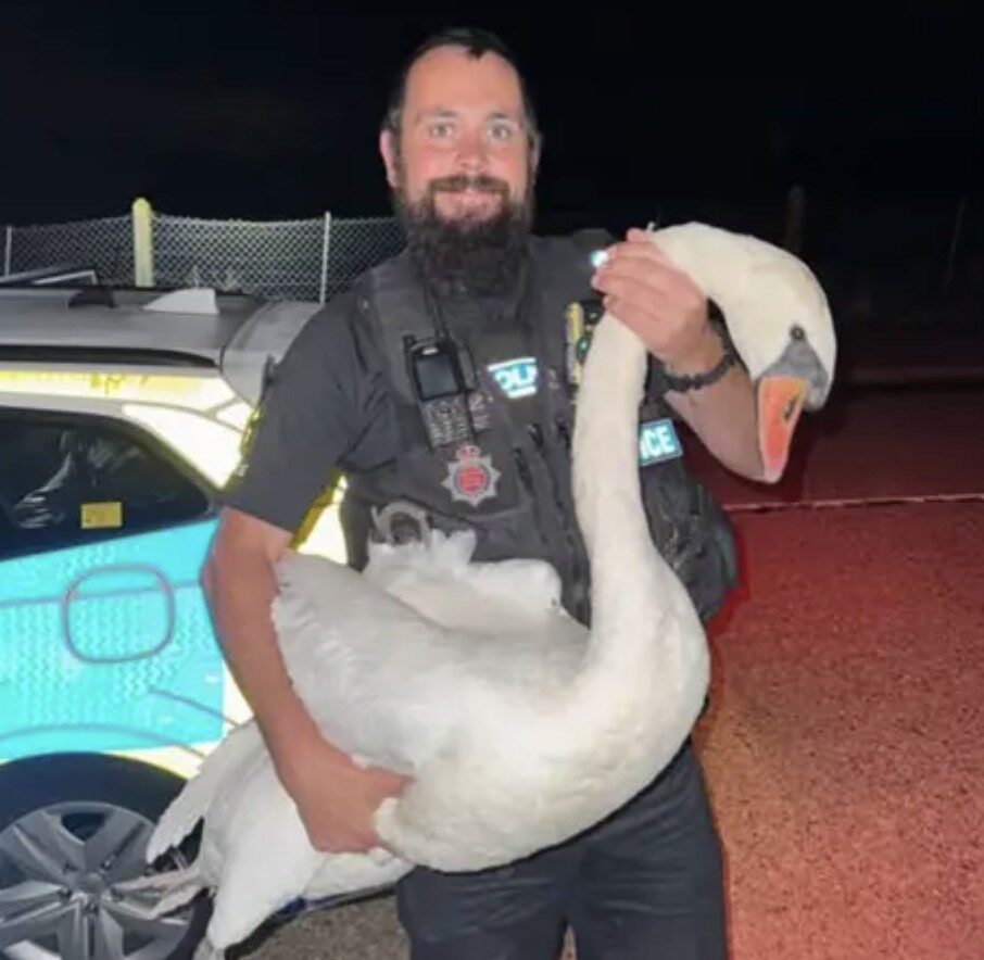 Swan Rescued from Road by Essex Police Officer %sep% UKNIP