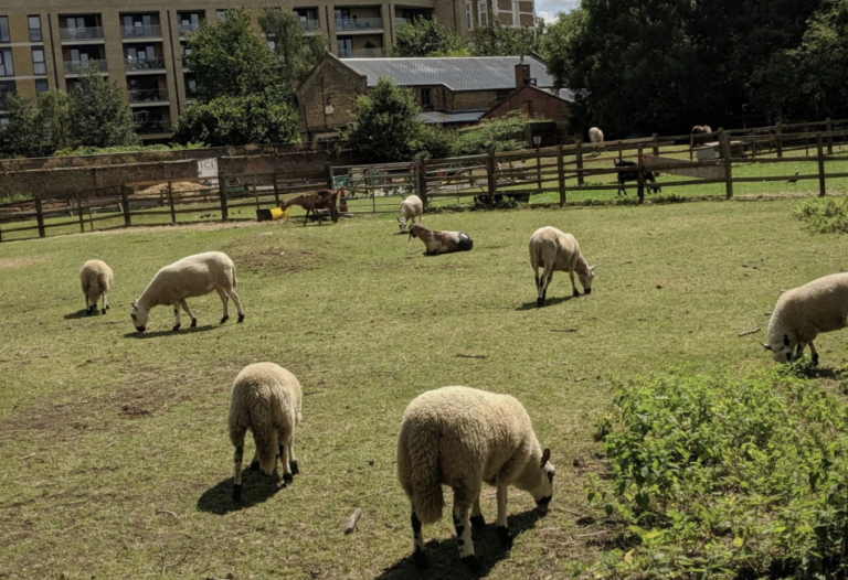 Hackney City Farm: London’s Hidden Urban Oasis %sep% UKNIP