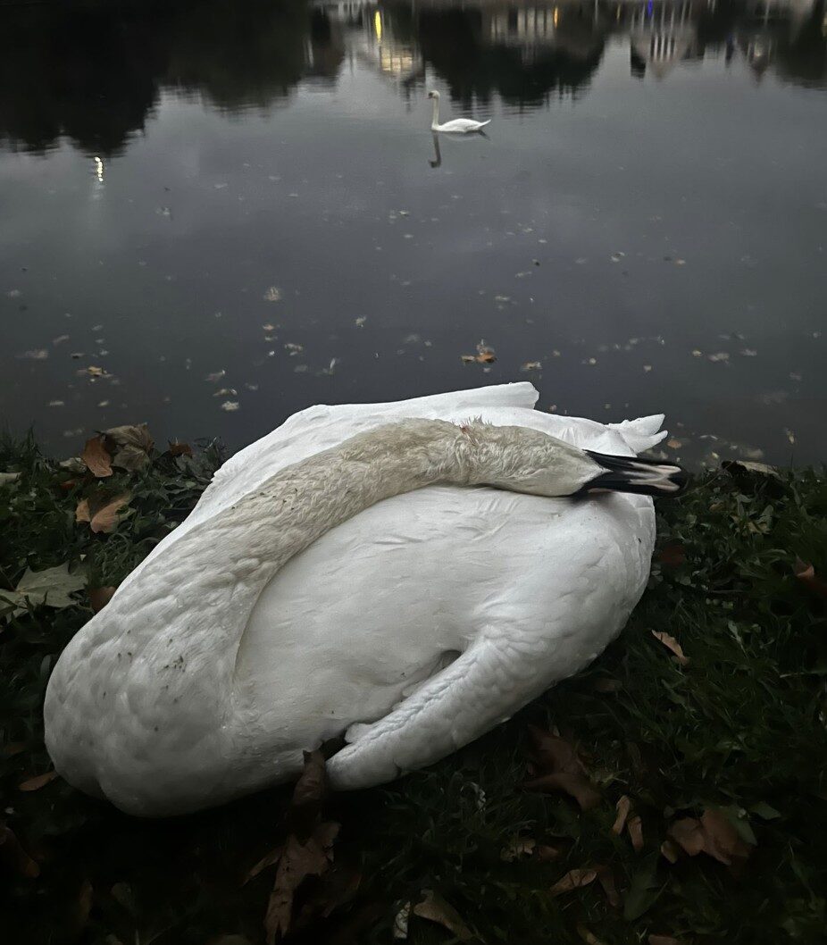 Tragic Swan Death Sparks Outrage on the Thames %sep% UKNIP